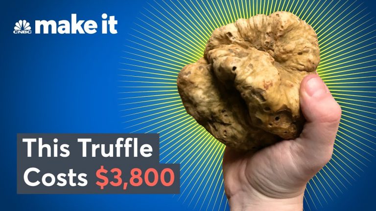 Truffle Varieties Around the World: The Global Guide to Expanse of Truffles - Albacitytours.com